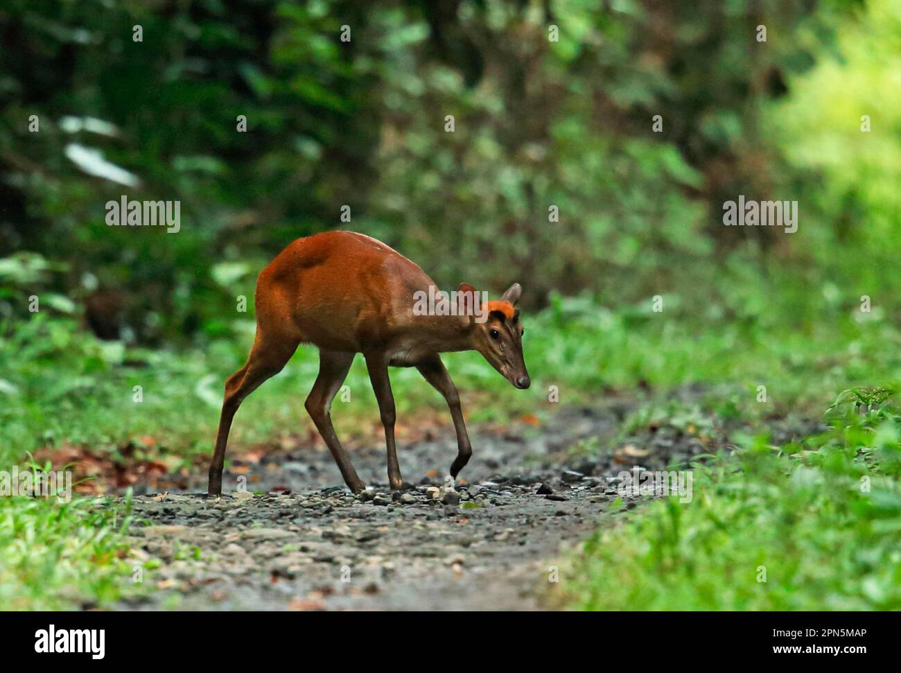 Sumatra muntjak -Fotos und -Bildmaterial in hoher Auflösung – Alamy
