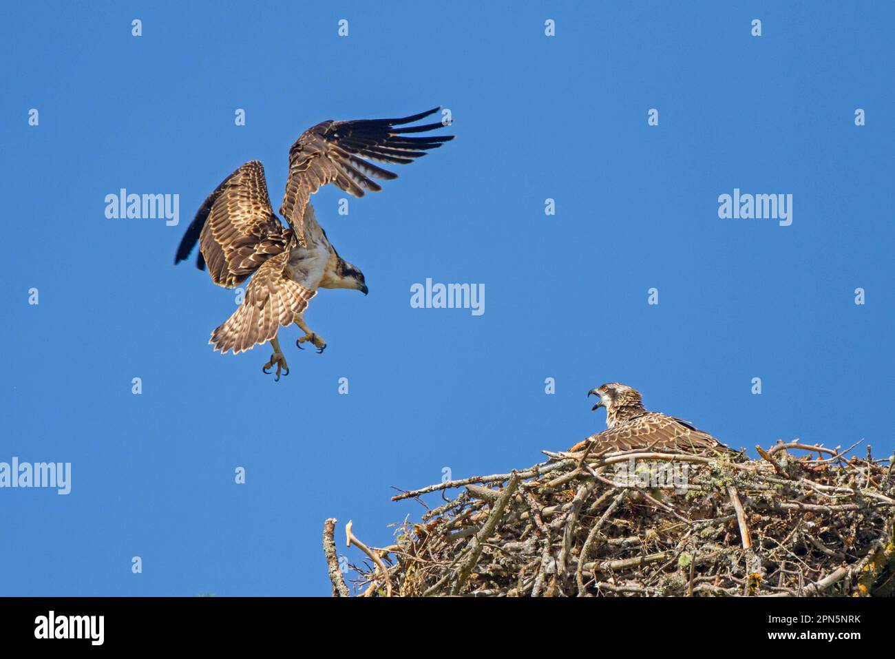 Osprey (Pandion haliaetus), zwei Jungfische, die im Flug sitzen und in ...
