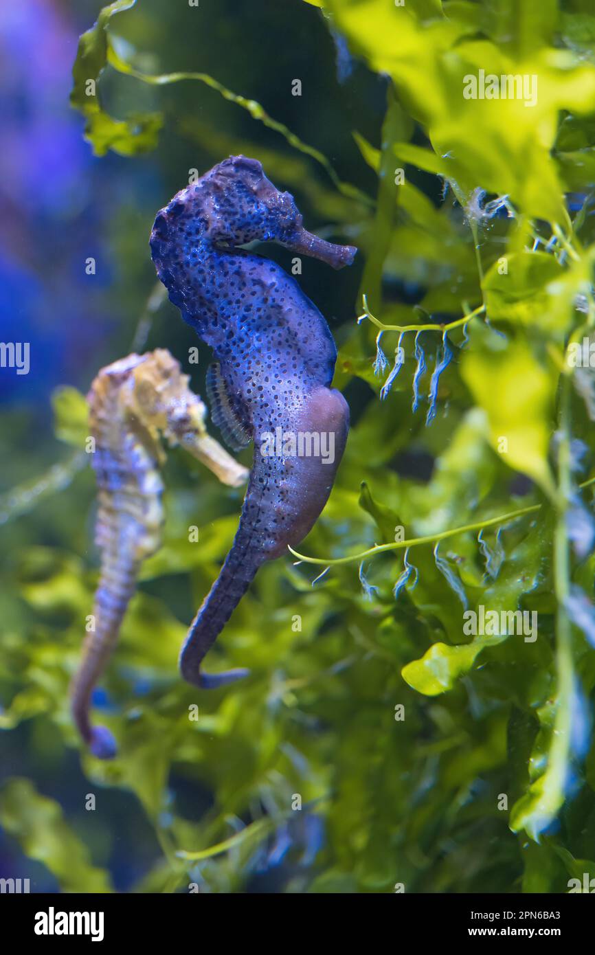 Longsnout Seepferdchen (Hippocampus reidi) oder Slender Sea Horse, kleine Meeresfische der ...