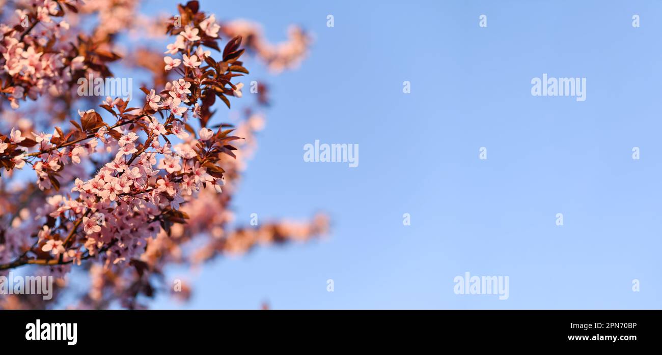 Blumen auf einem Zweig einer Pflaume Pissardi. Das Konzept des ...