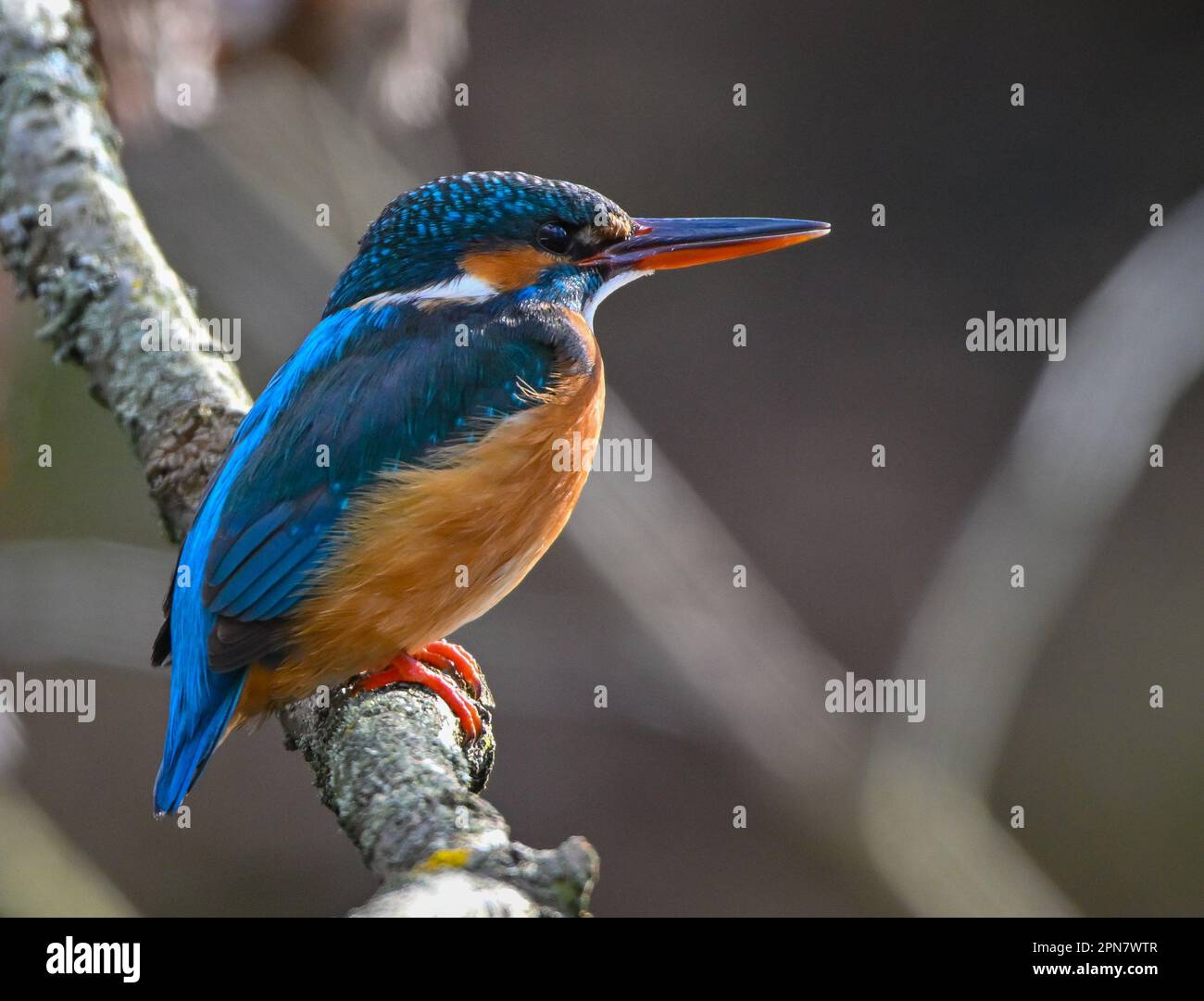 05. April 2023, Brandenburg, Kersdorf: Ein Königsfischer (Alcedo atthis ...
