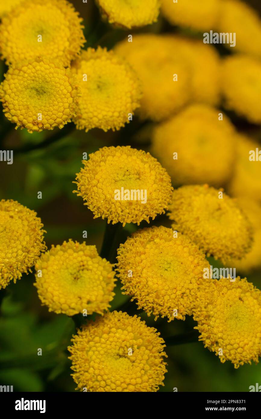 Gelbe Tannenblüten Tanacetum vulgare, gewöhnlicher Tanni, bitterer ...
