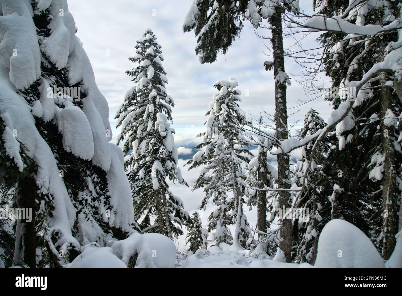 Kaukasus tannenhain -Fotos und -Bildmaterial in hoher Auflösung – Alamy