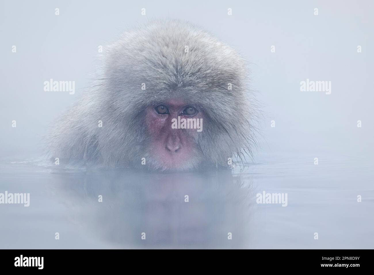 Schneeaffe (Macaca fuscata) Japanischer Makak sitzt im Affenonsen im ...
