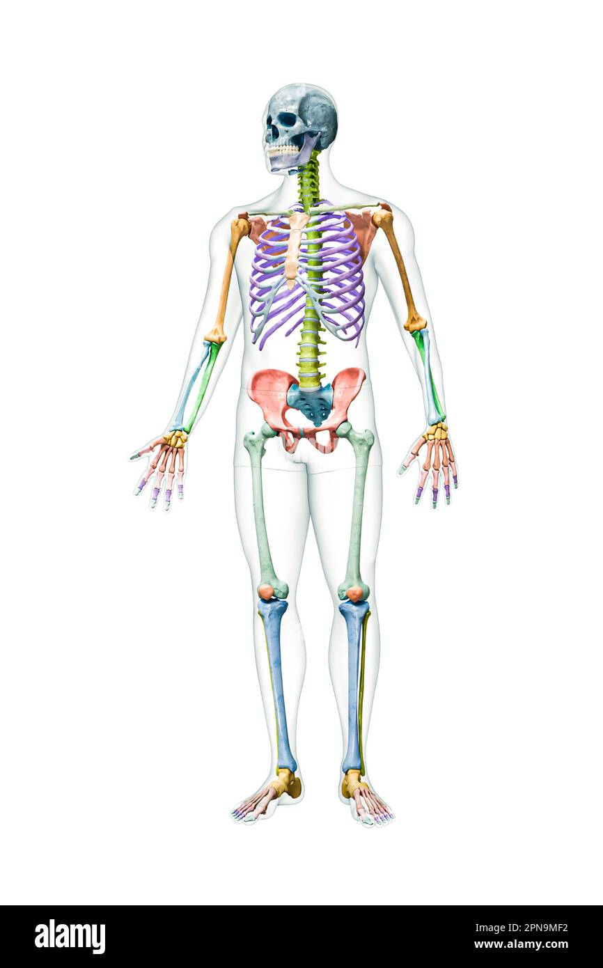 Menschliches skelett mit beschrifteter anatomie -Fotos und ...