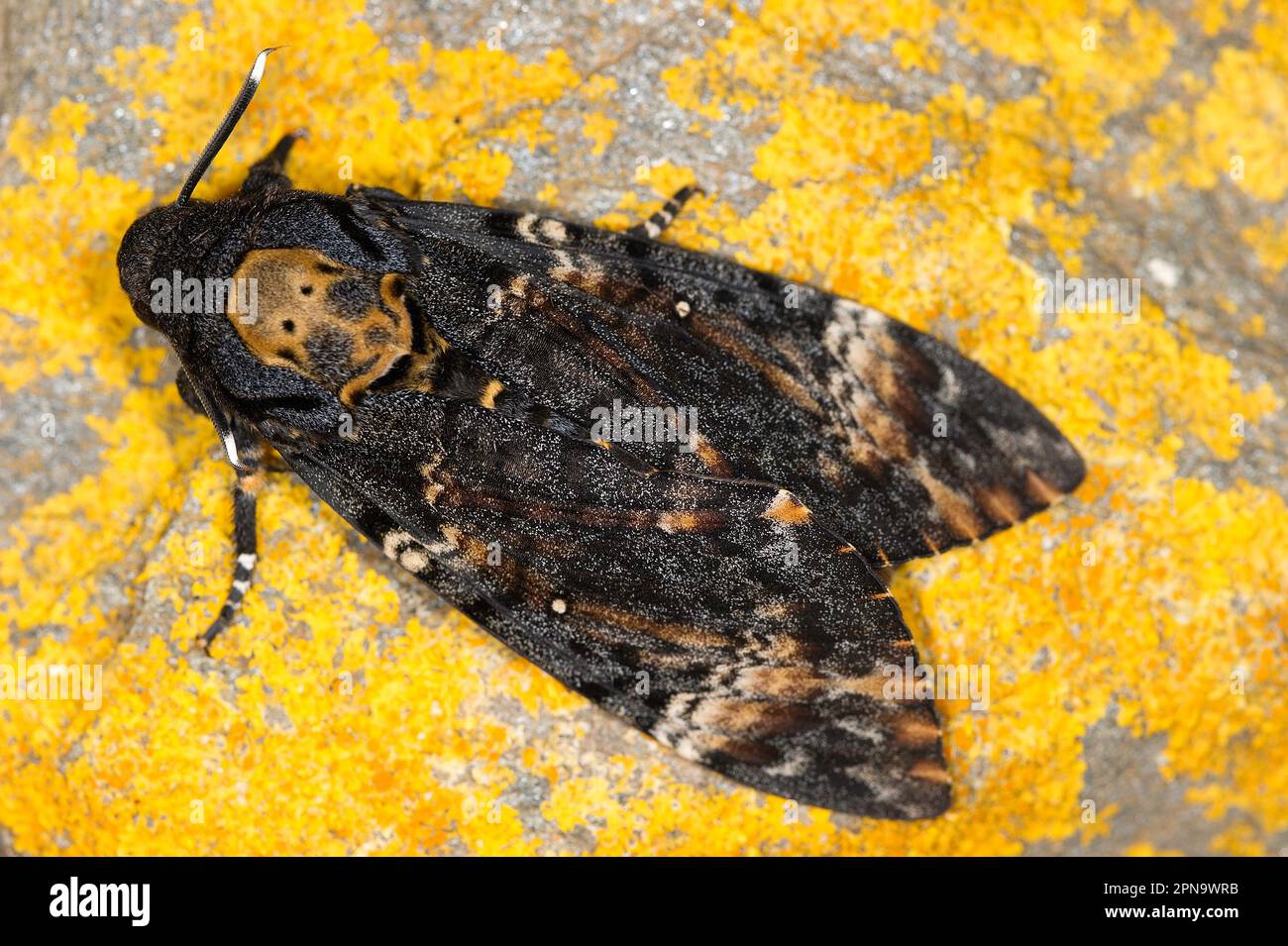 Farfalle notturne -Fotos und -Bildmaterial in hoher Auflösung – Alamy