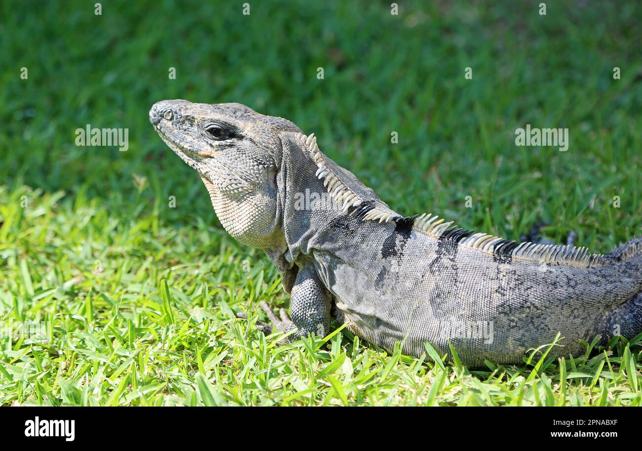 Leguan riviera maya -Fotos und -Bildmaterial in hoher Auflösung – Alamy