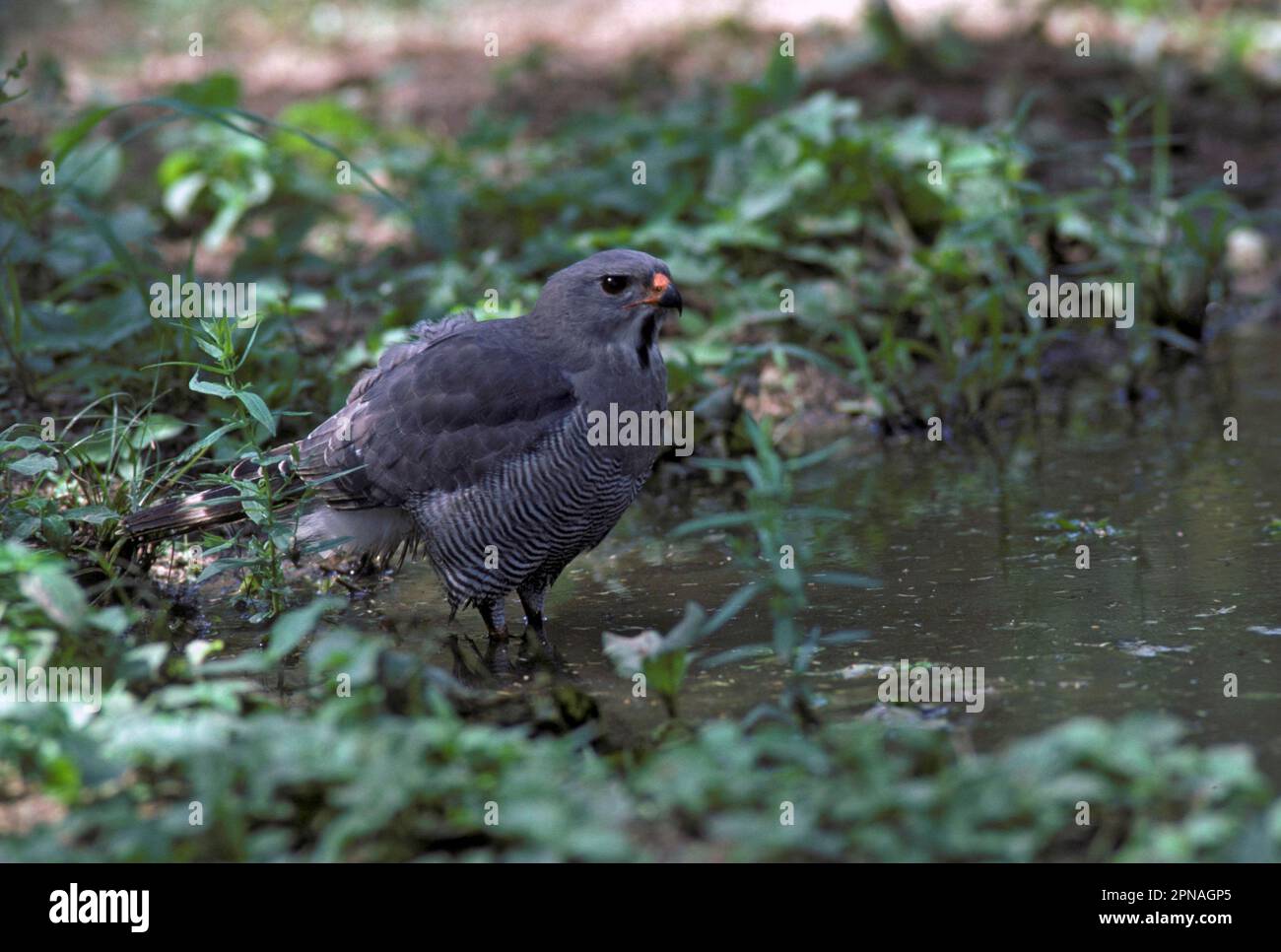 Afrikanische greifvögel -Fotos und -Bildmaterial in hoher Auflösung – Alamy