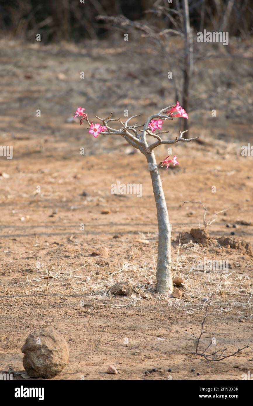 Sabi star -Fotos und -Bildmaterial in hoher Auflösung – Alamy