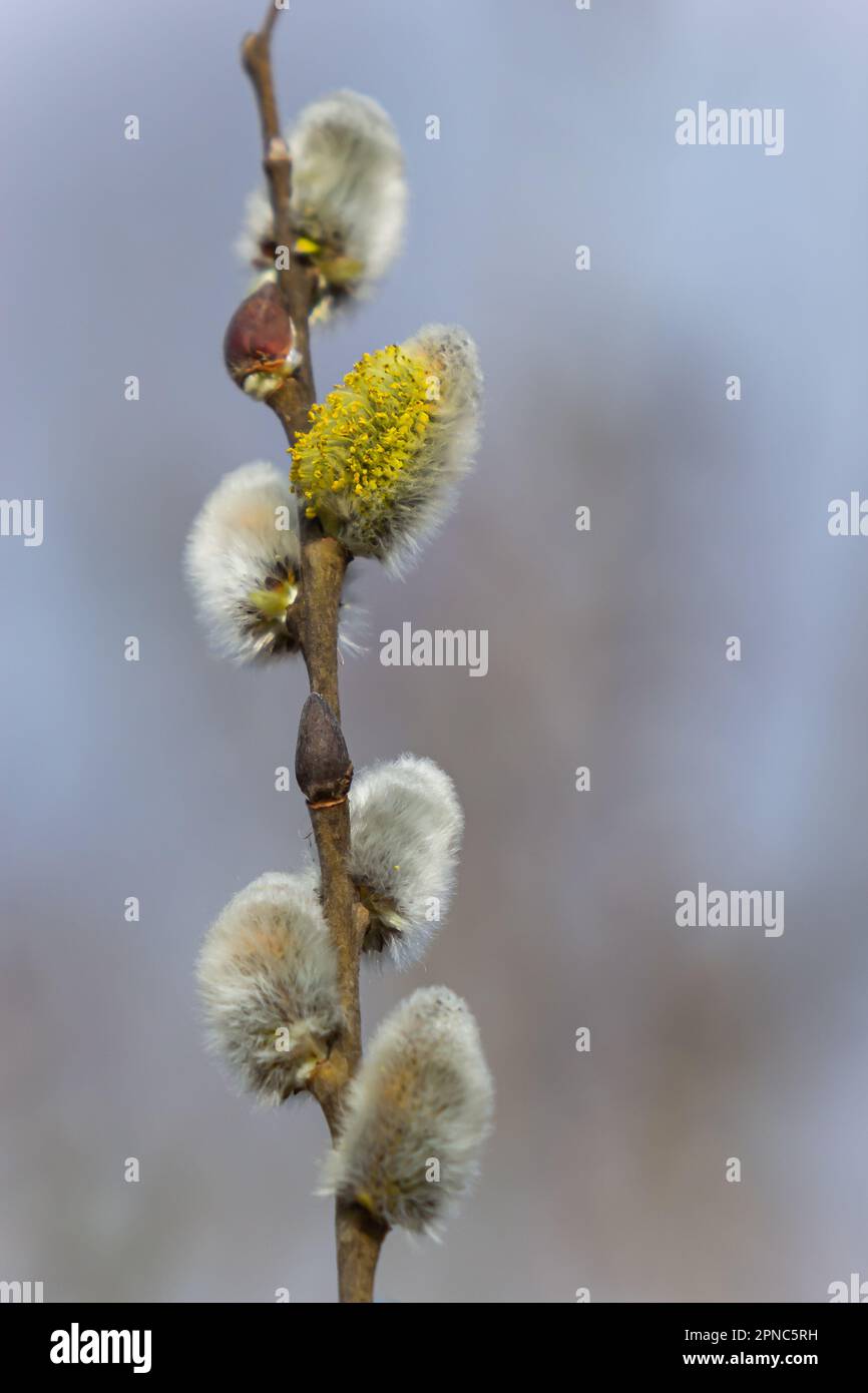 Willow Salix Caprea Zweig mit Mänteln, flauschige Weidenblumen. Ostern. Palmsonntag. Ziege ...