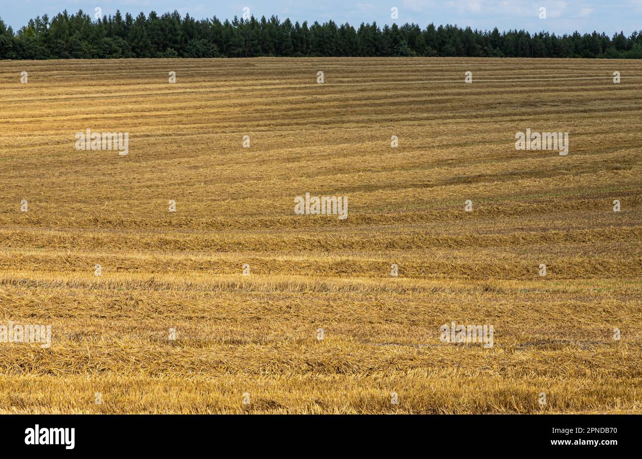 Stoppeltagebart auf dem Feld nach der Ernte. Schneiden Sie im Sommer ...