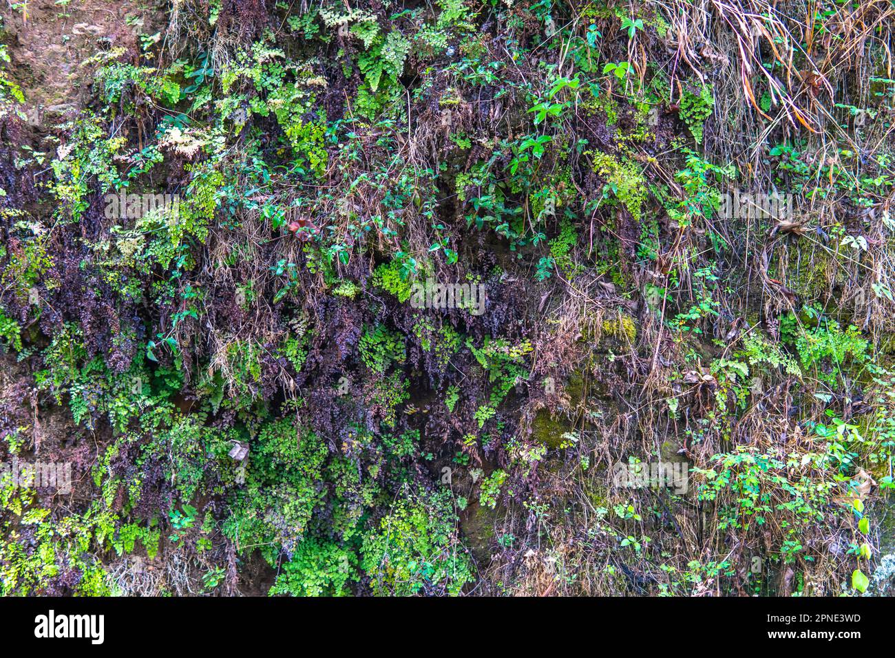 Pflanzen auf dem felsen wachsen -Fotos und -Bildmaterial in hoher ...