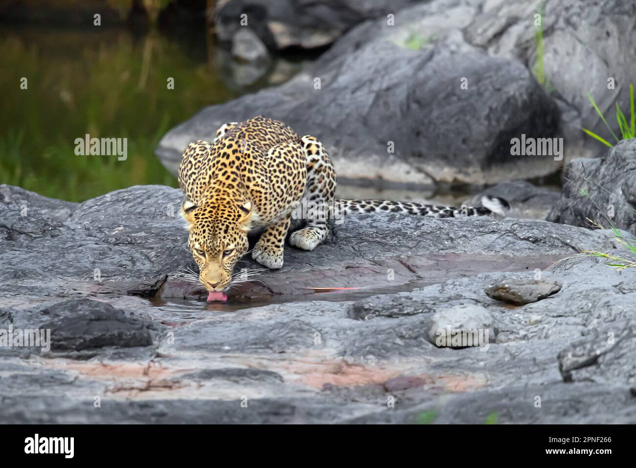 leopard (Panthera Pardus), Leopardine, die Wasser aus einer Pfütze auf ...