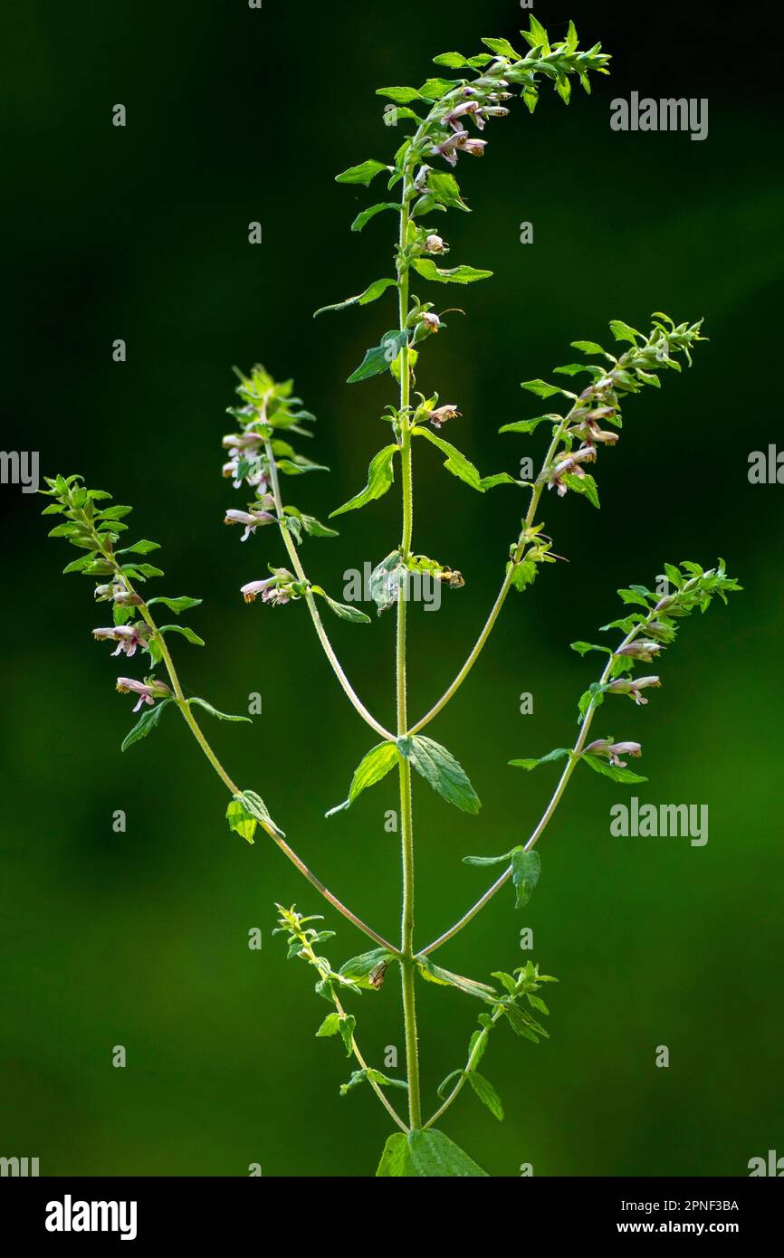 Rotes Bartsia (Odontites vulgaris, Odontites rubra, Euphrasia odontites ...