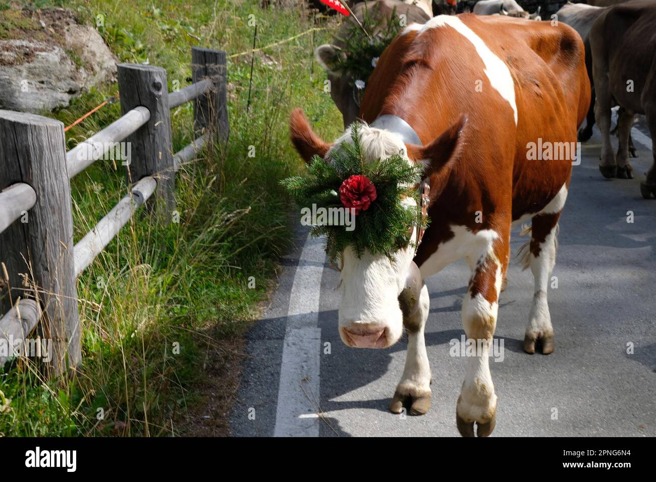 Almabtrieb schweiz -Fotos und -Bildmaterial in hoher Auflösung – Alamy