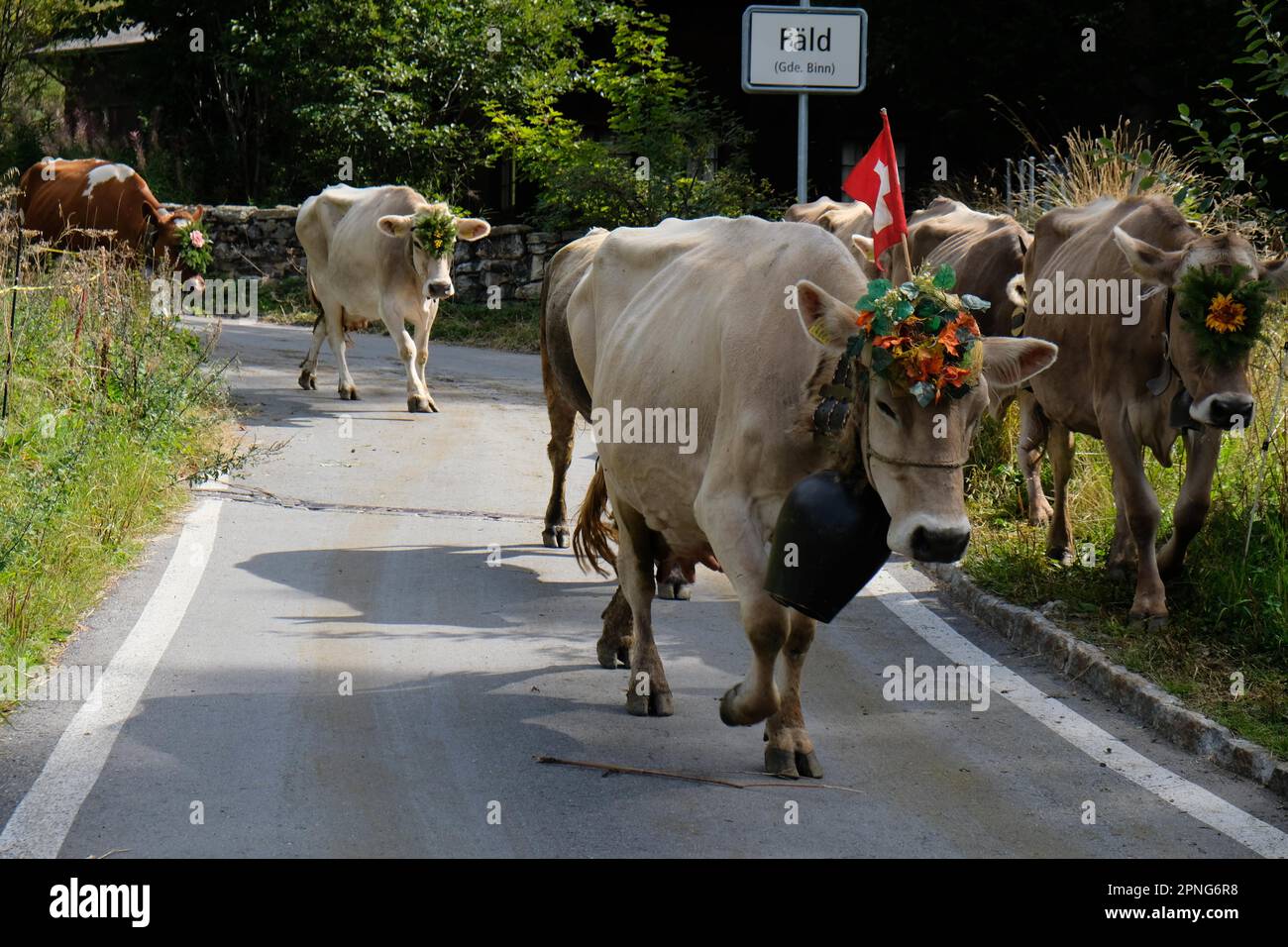Almabtrieb schweiz -Fotos und -Bildmaterial in hoher Auflösung – Alamy