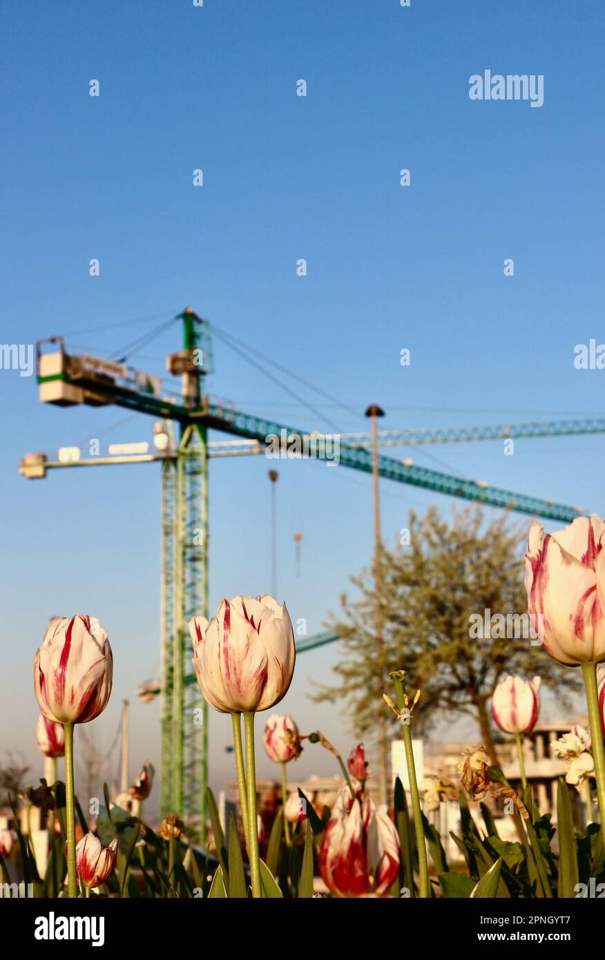 Triumph tulpan -Fotos und -Bildmaterial in hoher Auflösung – Alamy