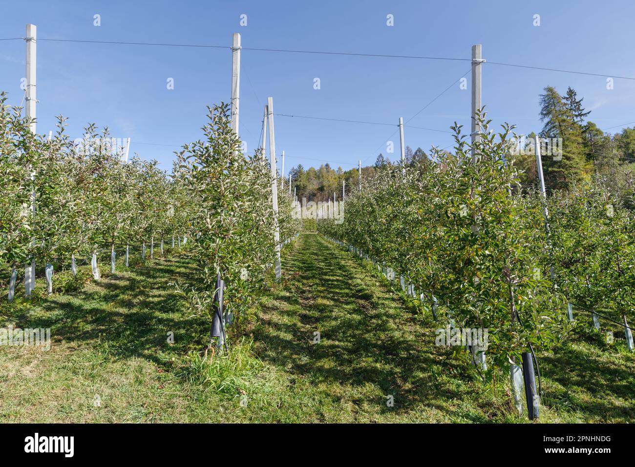 Ein apfelbaum in einer obstplantage im herbst -Fotos und -Bildmaterial ...
