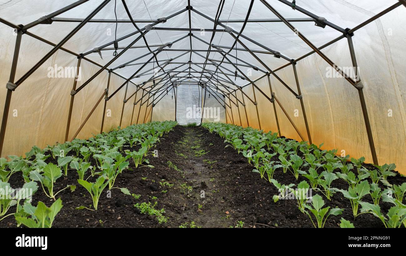 Kohlrabi Setzlinge Jungpflanzen Knollen Bio Detail Gewächshausfolie ...