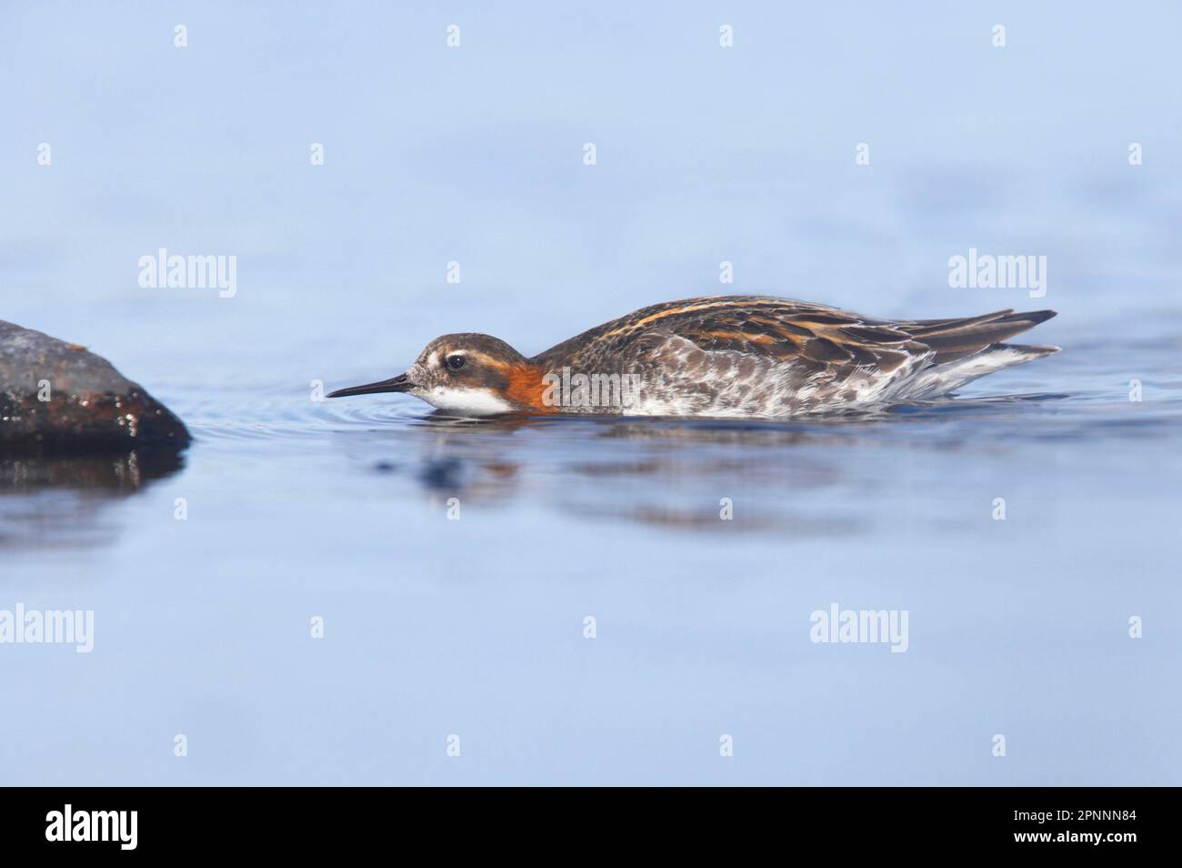 Rothalsphalarope (Phalaropus lobatus), männlicher Erwachsener ...