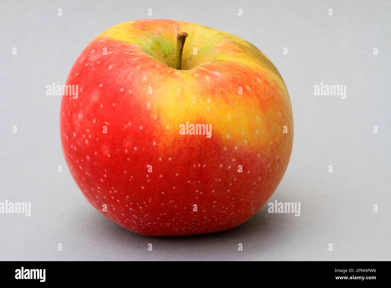 Sorte florina -Fotos und -Bildmaterial in hoher Auflösung – Alamy