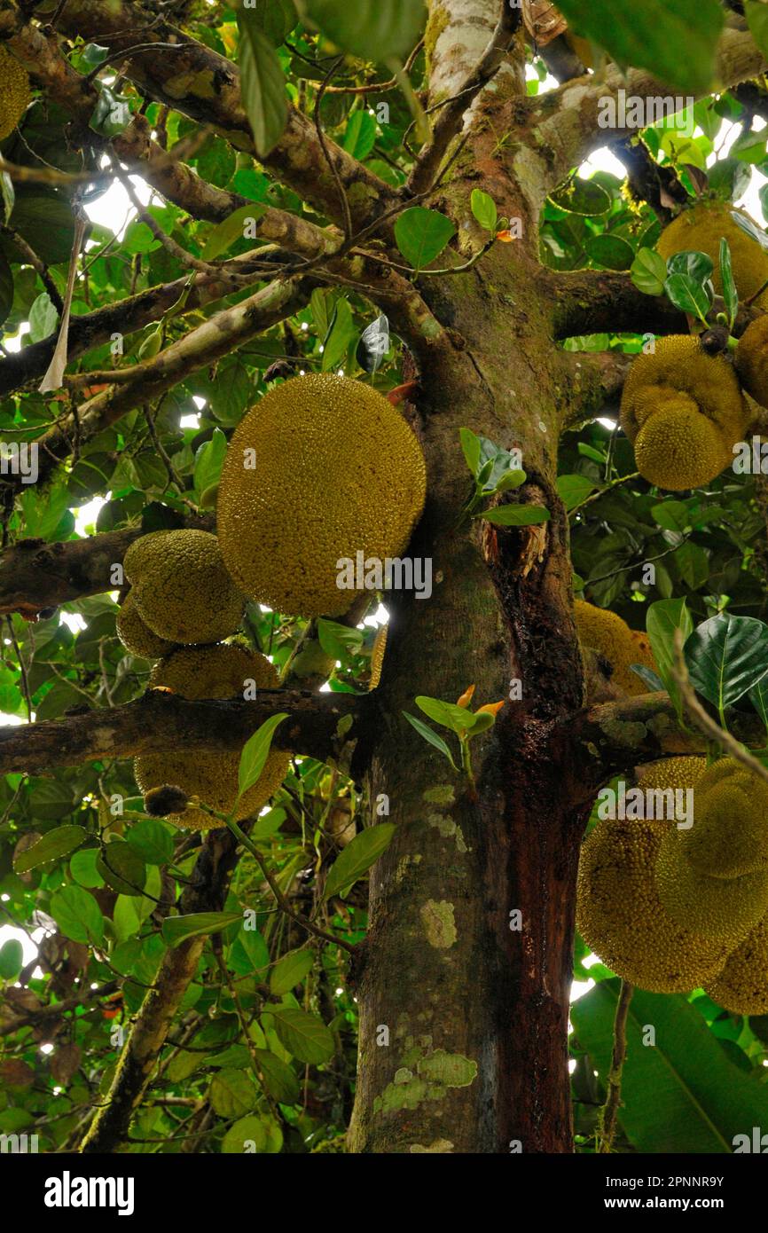 Jackfruit tree -Fotos und -Bildmaterial in hoher Auflösung – Alamy