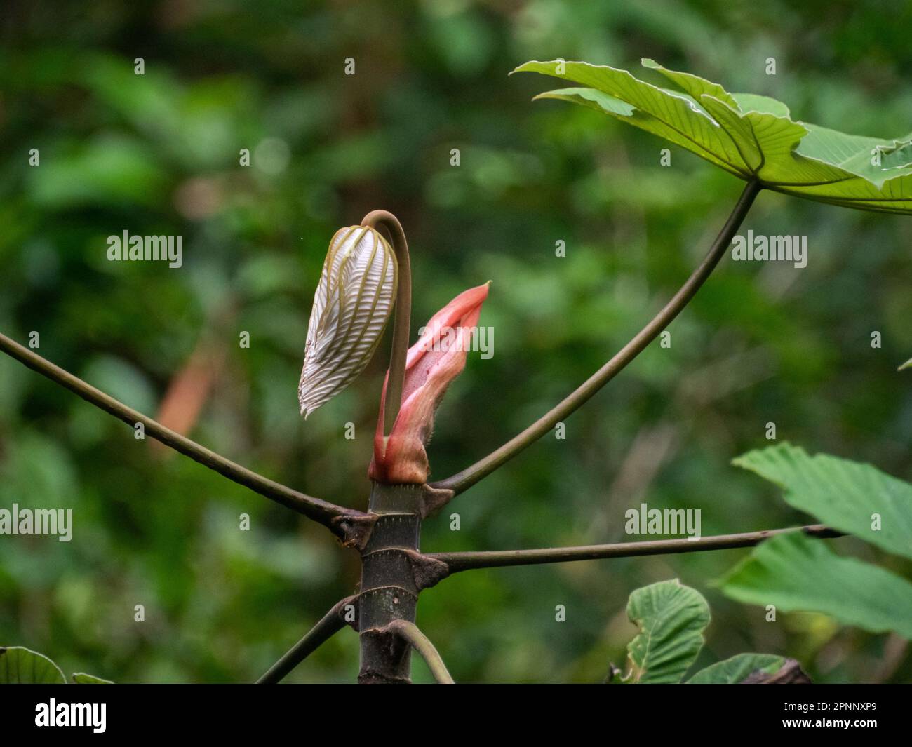 Neues Leben im Amazonas-Regenwald. Amazonien, Pacaya Samiria National ...
