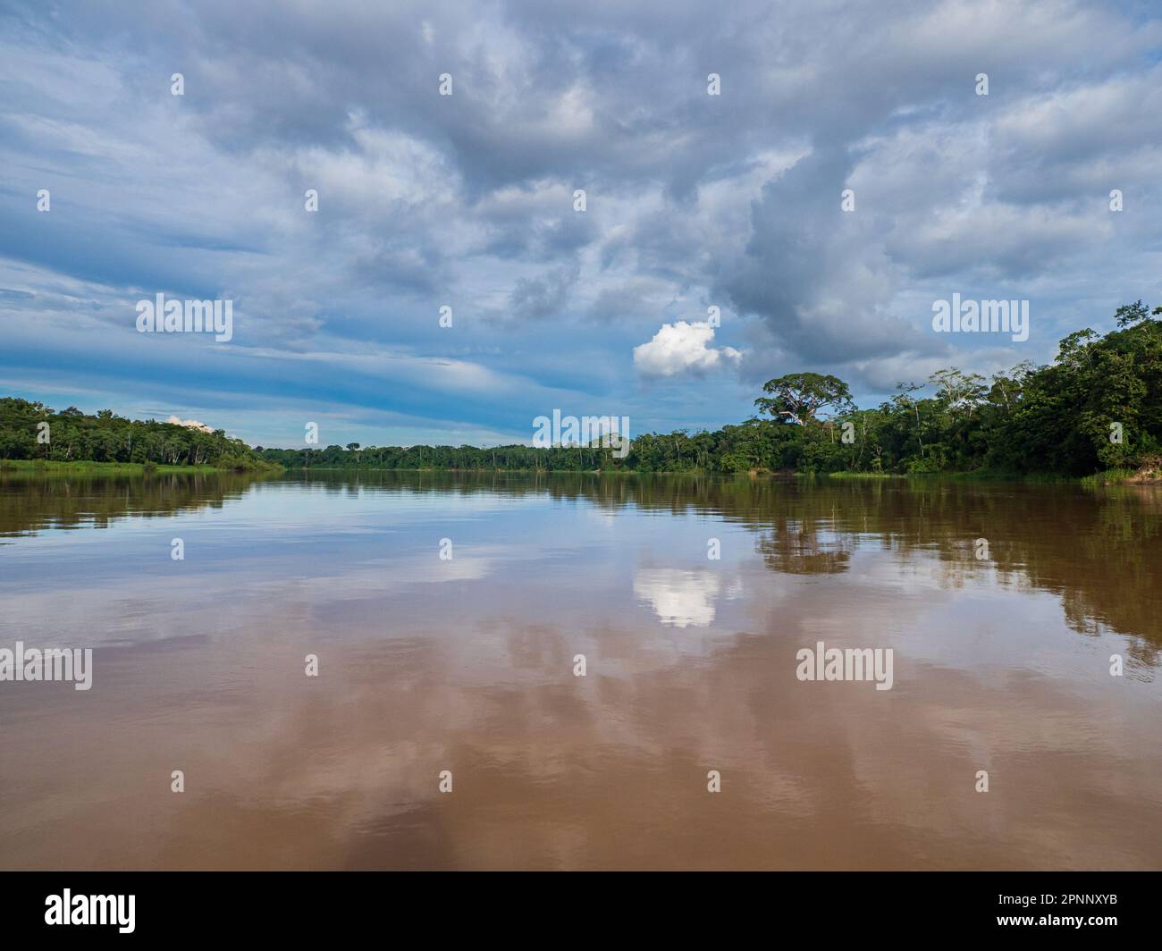 Amazonien - Mauer des grünen tropischen Waldes des Amazonas-Dschungels ...