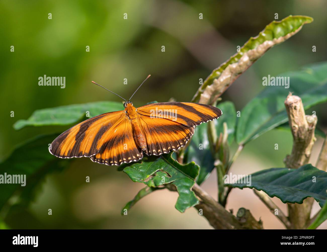 Schmetterlingshaus zoo schmetterlingszoo -Fotos und -Bildmaterial in ...