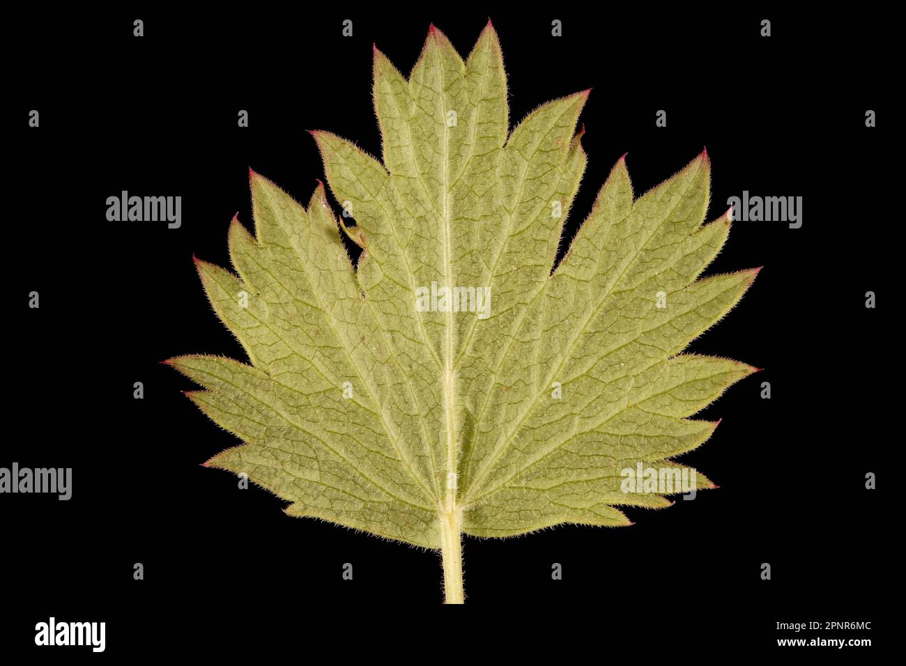 Apikal basal -Fotos und -Bildmaterial in hoher Auflösung – Alamy