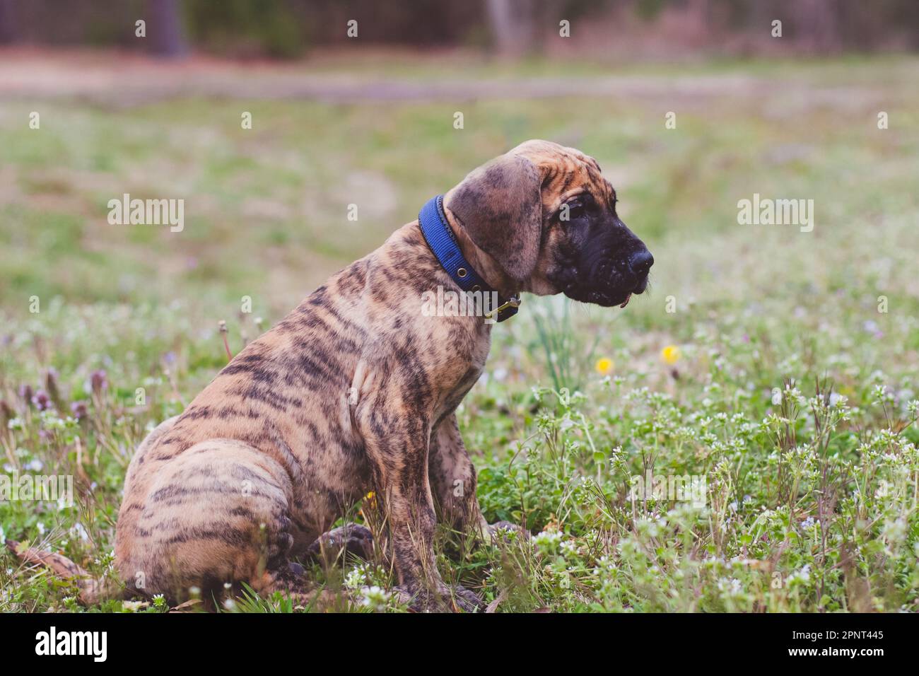 Deutsche dogge lustig -Fotos und -Bildmaterial in hoher Auflösung – Alamy
