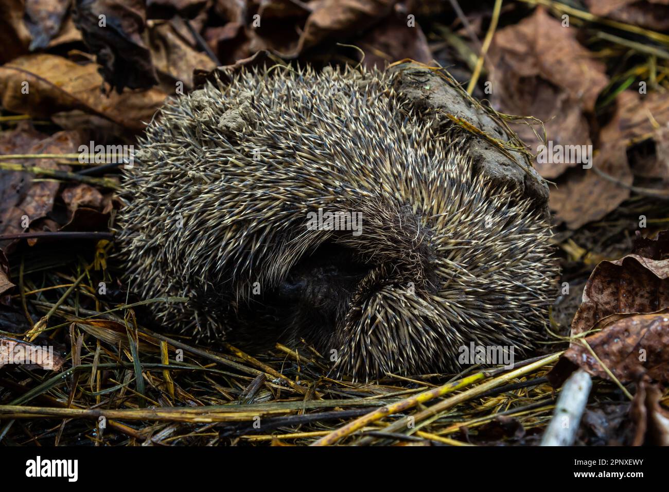 Igel Legt Sich Auf Die Seite