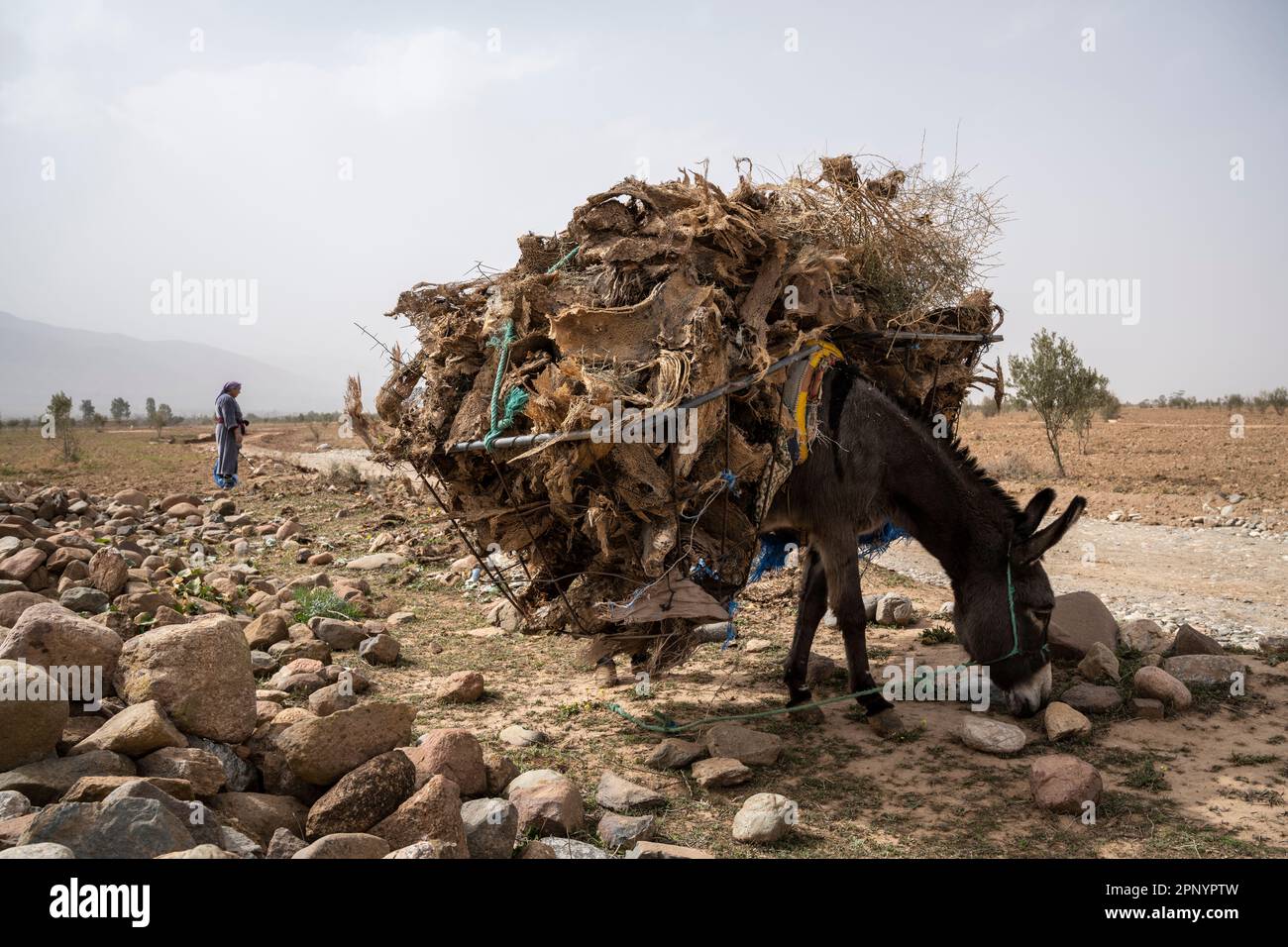 Beladene esel -Fotos und -Bildmaterial in hoher Auflösung – Alamy