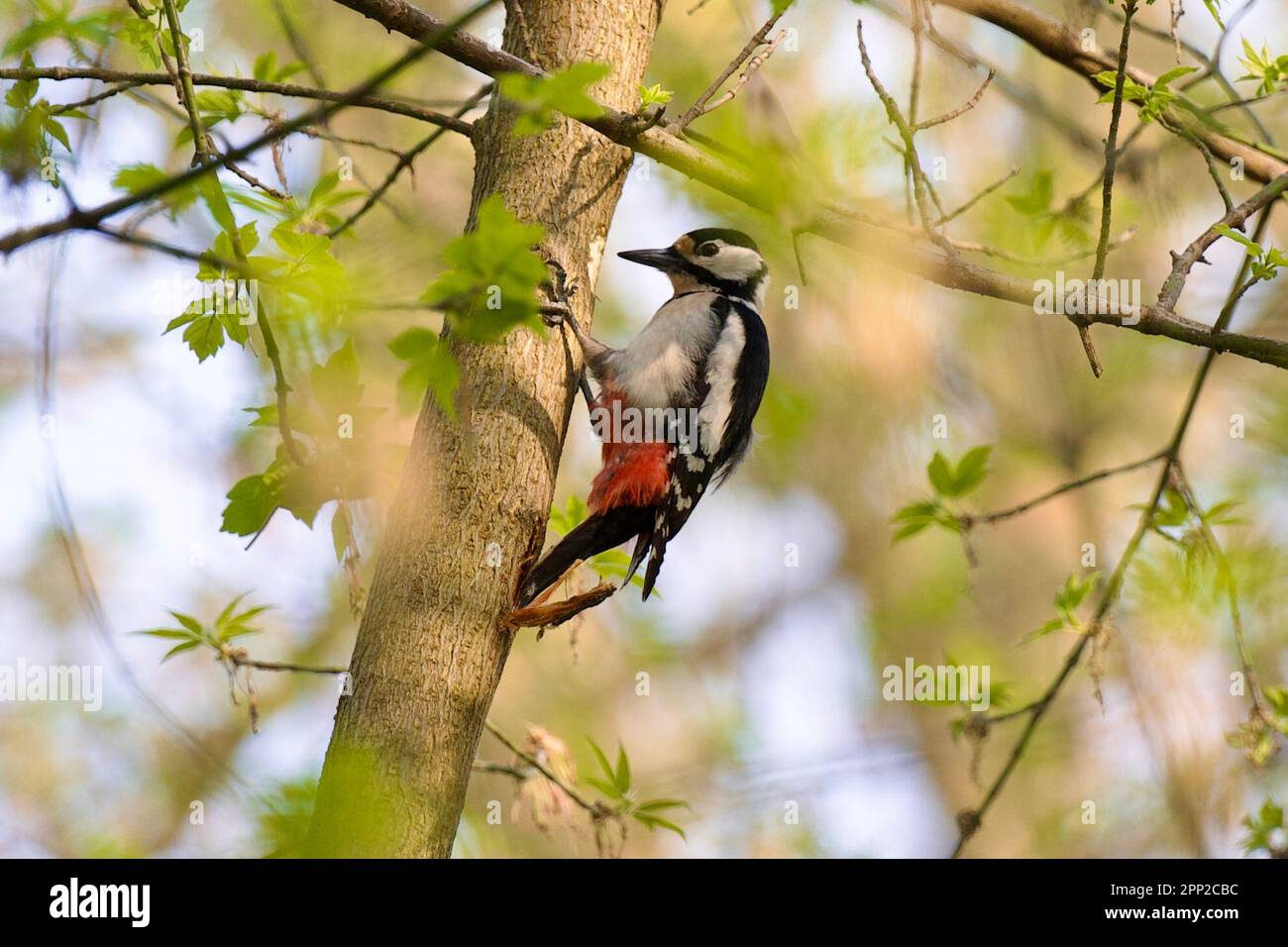 Warschau, Polen. 21. April 2023. Im Natura-2000-Naturschutzgebiet am ...