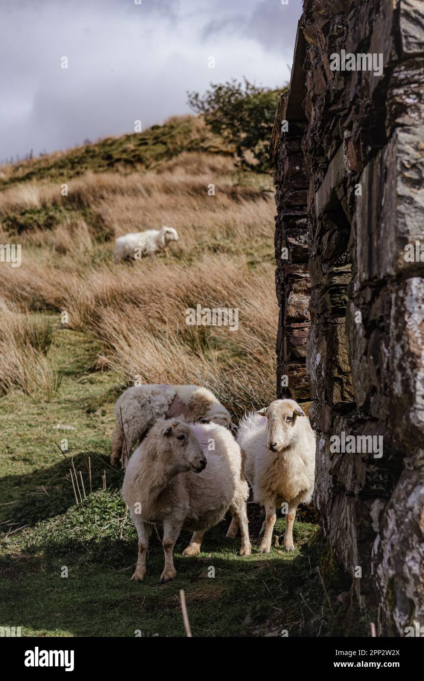 Schafe in Wales, Snowdonia, erkunden die Hügel und das Tal und ...