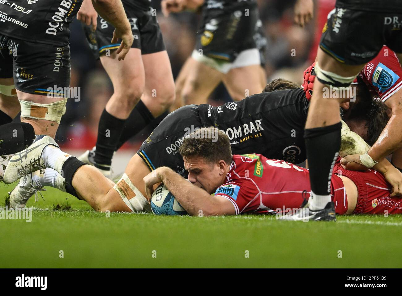 Kieran Hardy of Scarlets spielt beim United Rugby Championship-Spiel ...