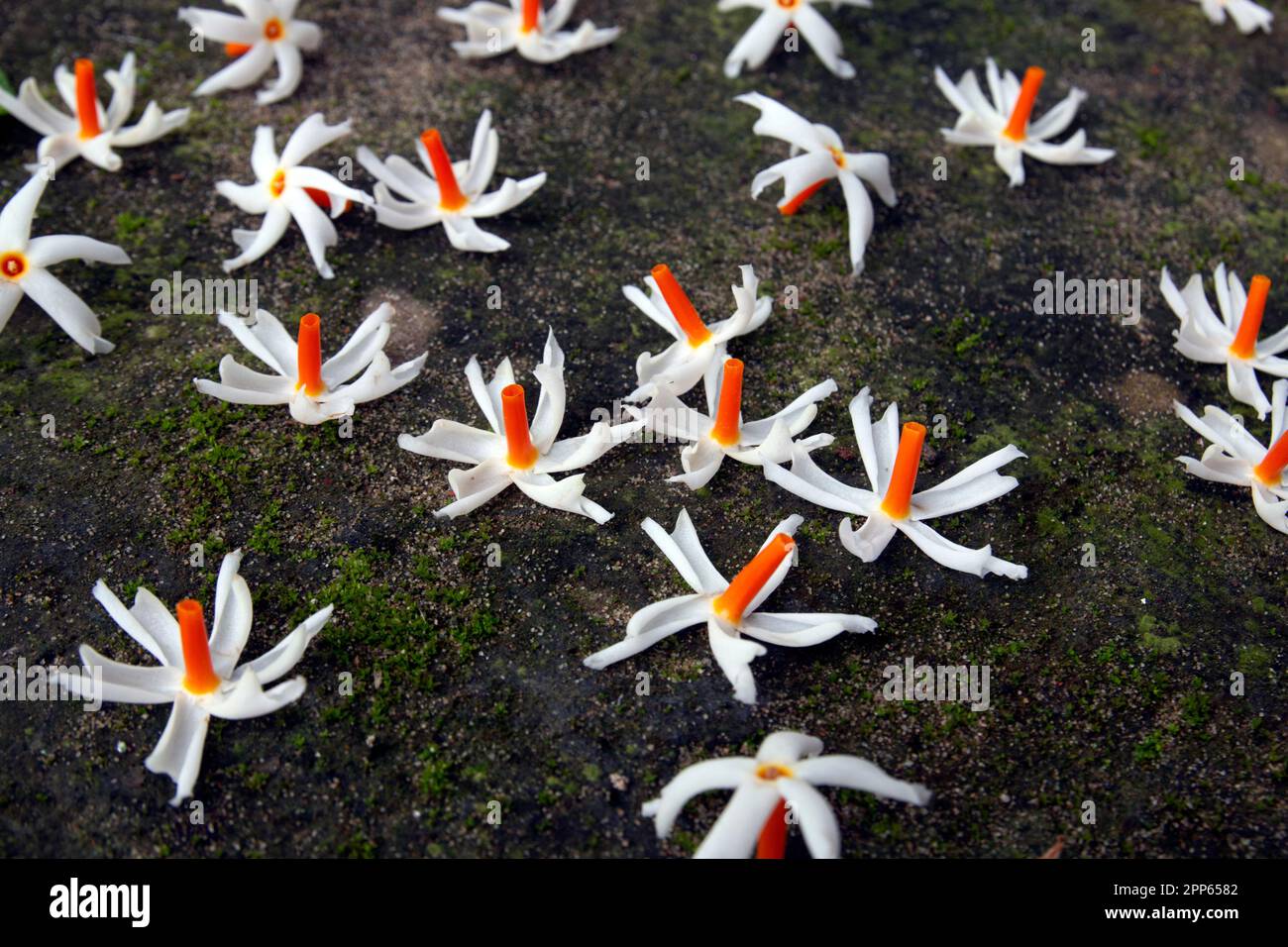 Nyctanthes Arbor-Tristis, der nächtblühende Jasmin oder Parijat oder hengra bubar oder Shiuli ...