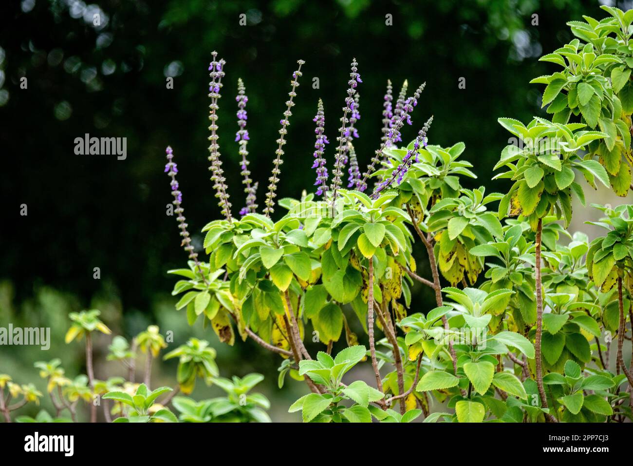 Peumus boldus molina -Fotos und -Bildmaterial in hoher Auflösung – Alamy