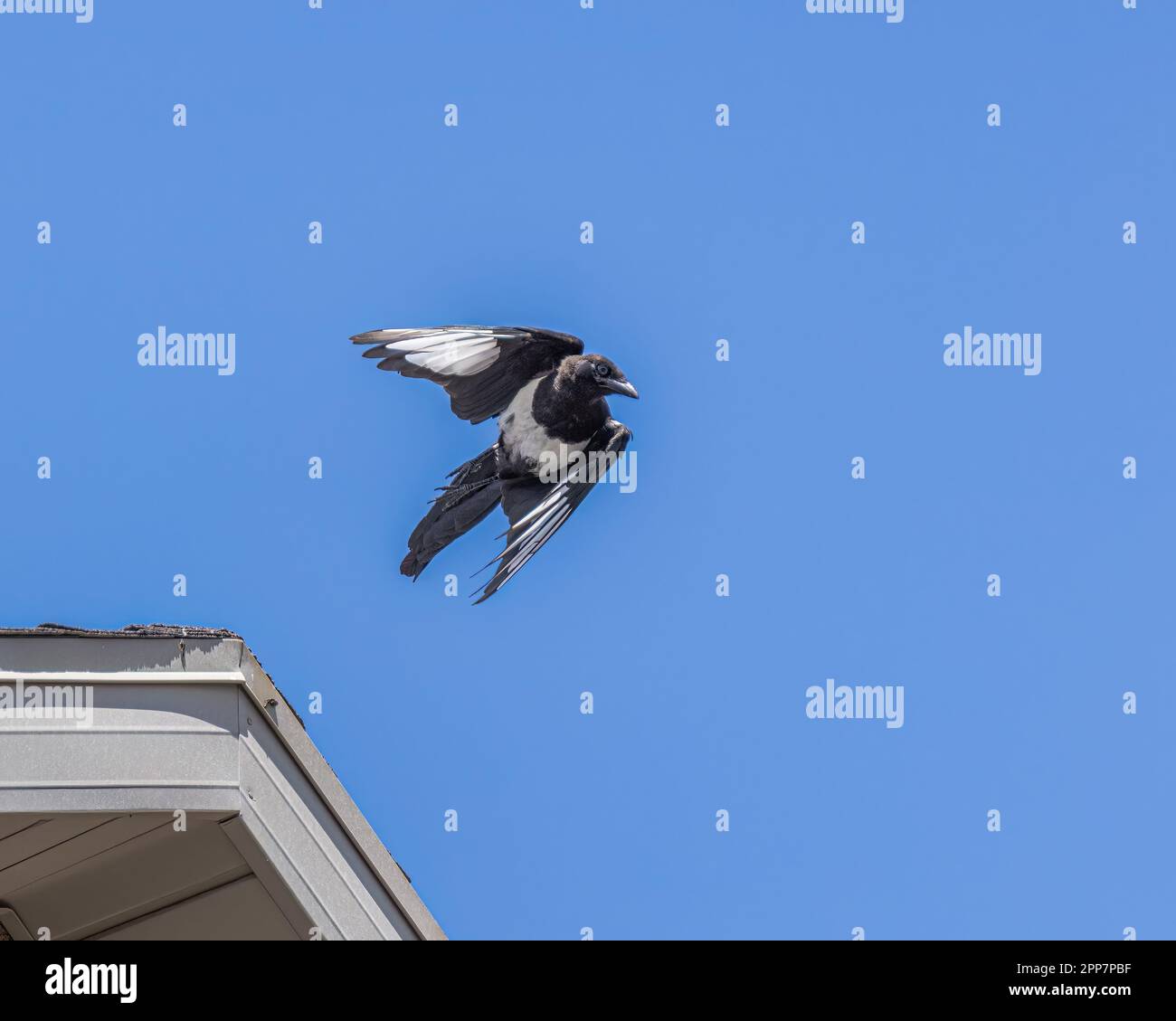 Elster fliegen -Fotos und -Bildmaterial in hoher Auflösung – Alamy