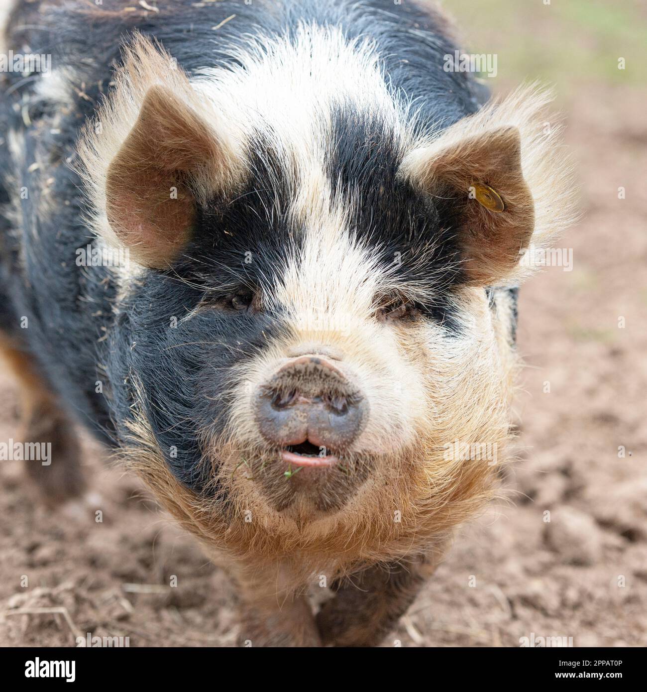 Schweinekopf lustig -Fotos und -Bildmaterial in hoher Auflösung – Alamy