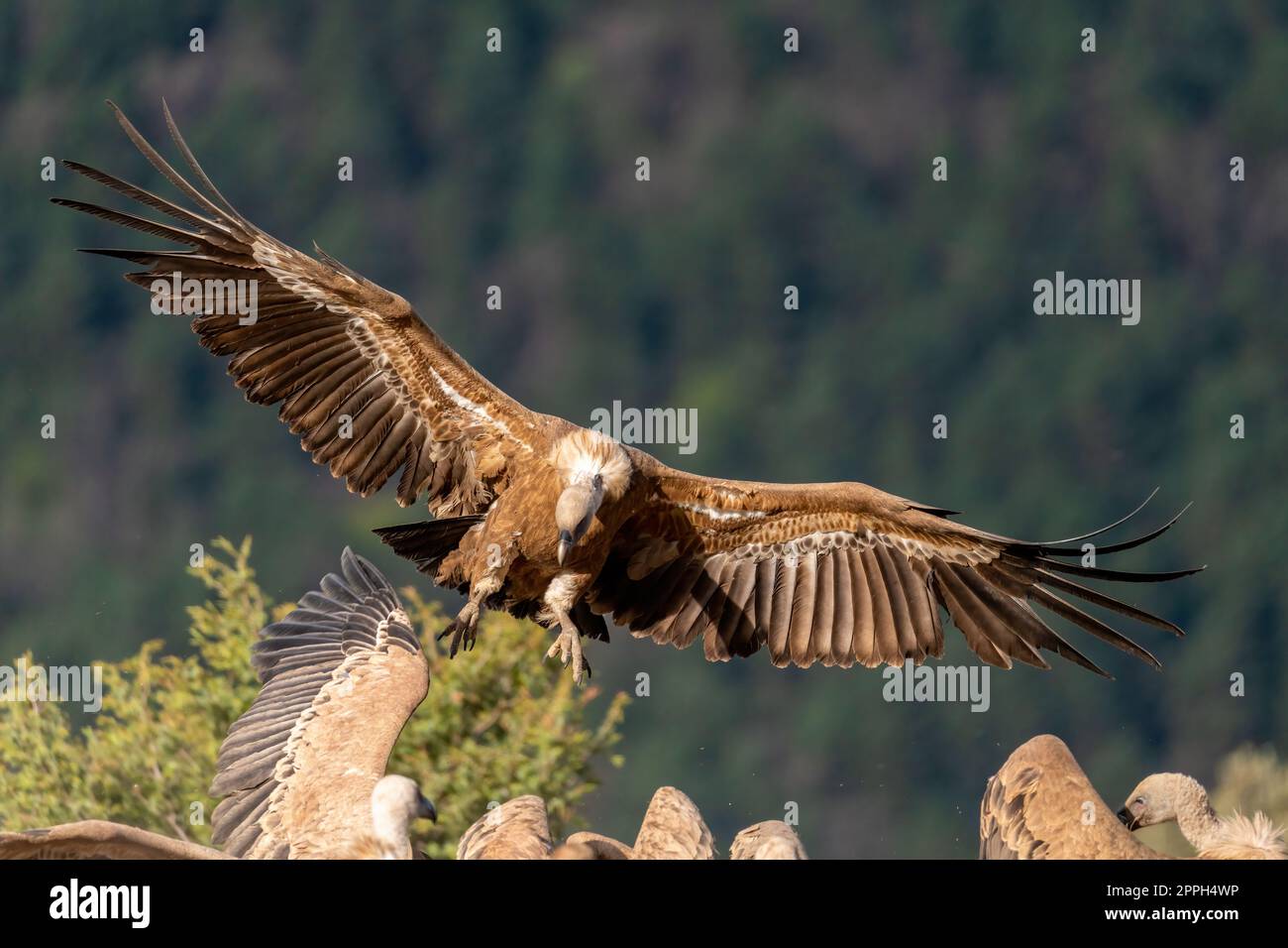 Geier flügel -Fotos und -Bildmaterial in hoher Auflösung – Alamy