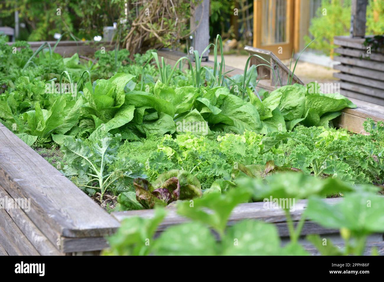 Raised bed gardening -Fotos und -Bildmaterial in hoher Auflösung – Alamy