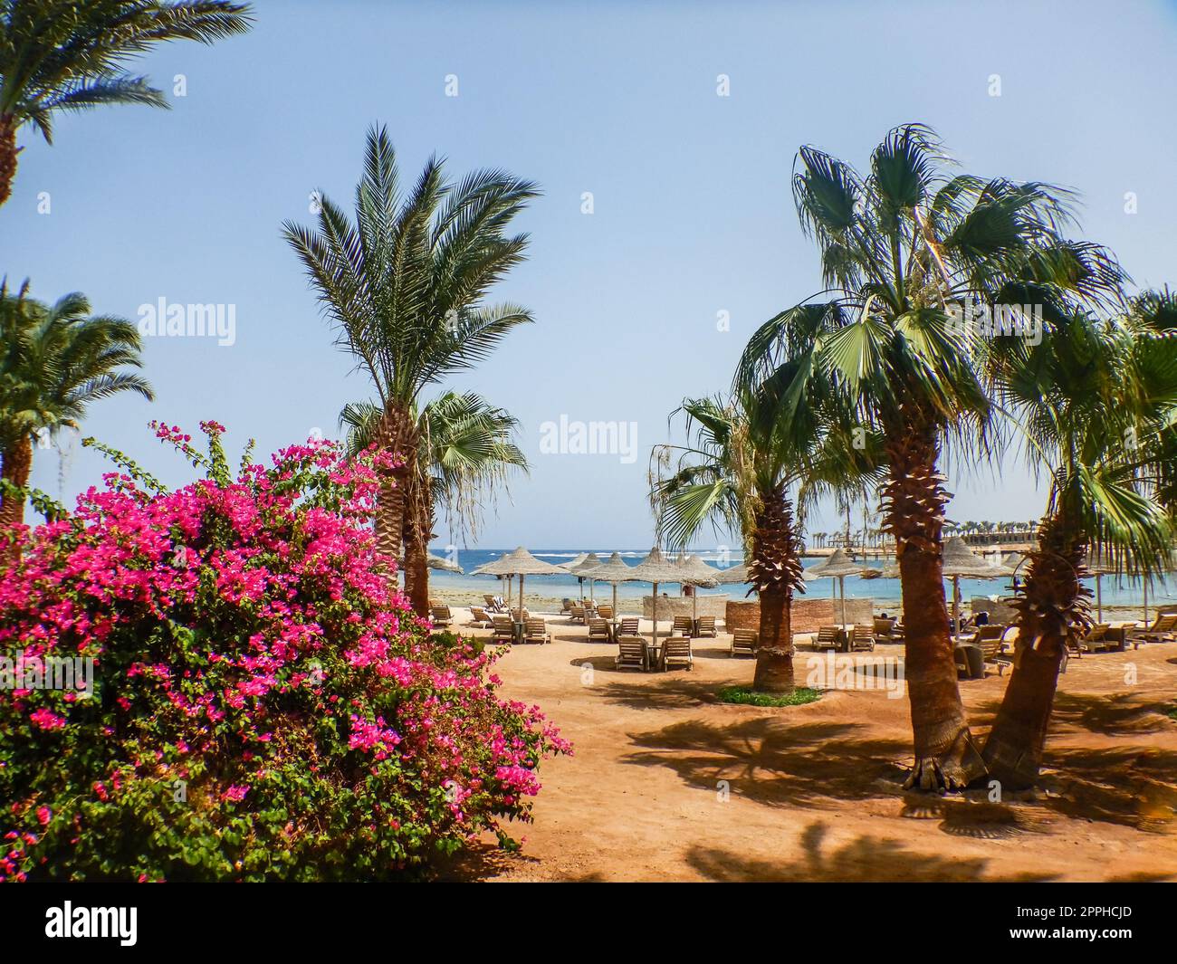 Blumen am strand -Fotos und -Bildmaterial in hoher Auflösung – Alamy