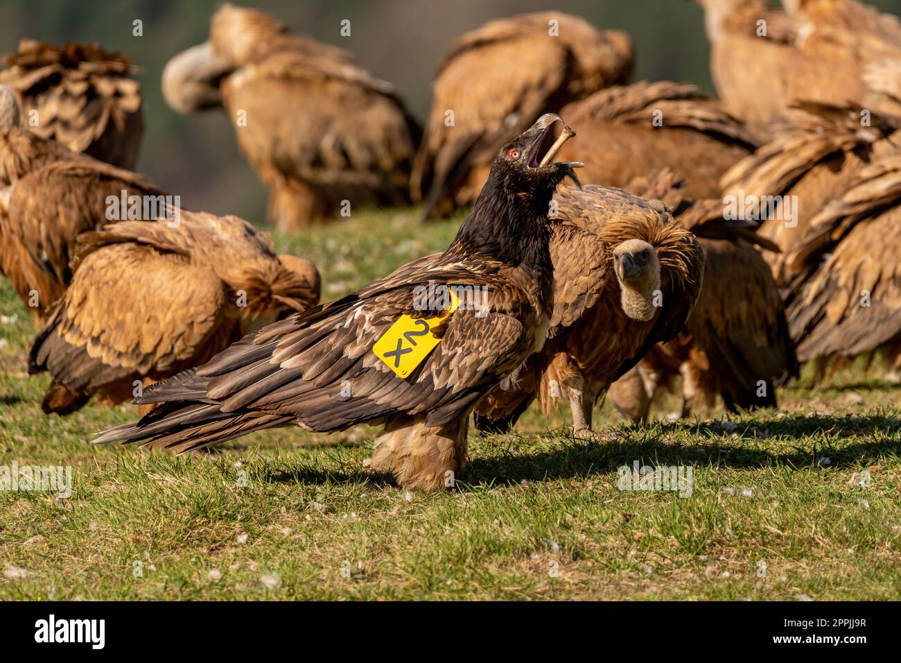 Unter geiern -Fotos und -Bildmaterial in hoher Auflösung – Alamy