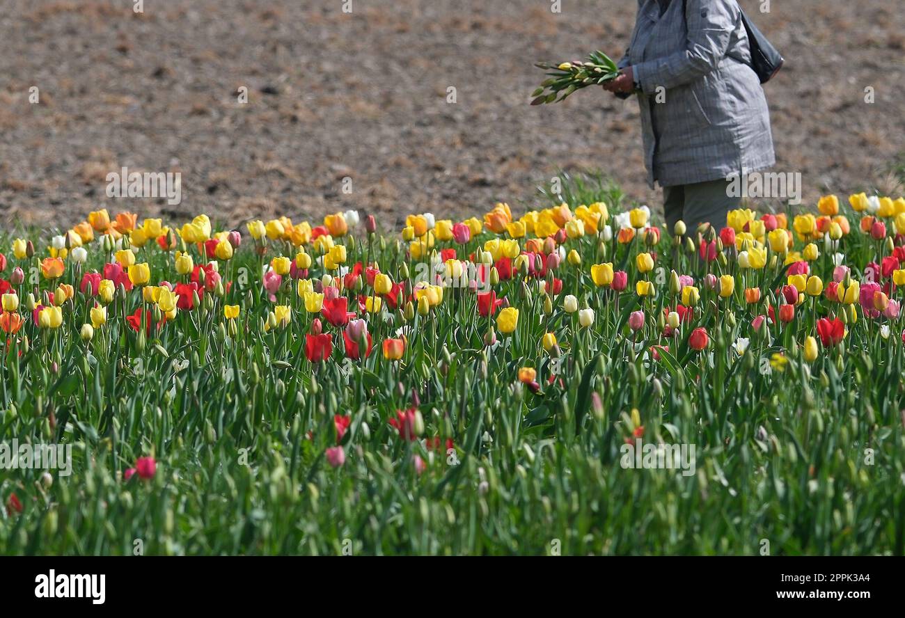 24. April 2023, Sachsen, Leipzig: Eine Frau hält Tulpen auf einem Feld ...