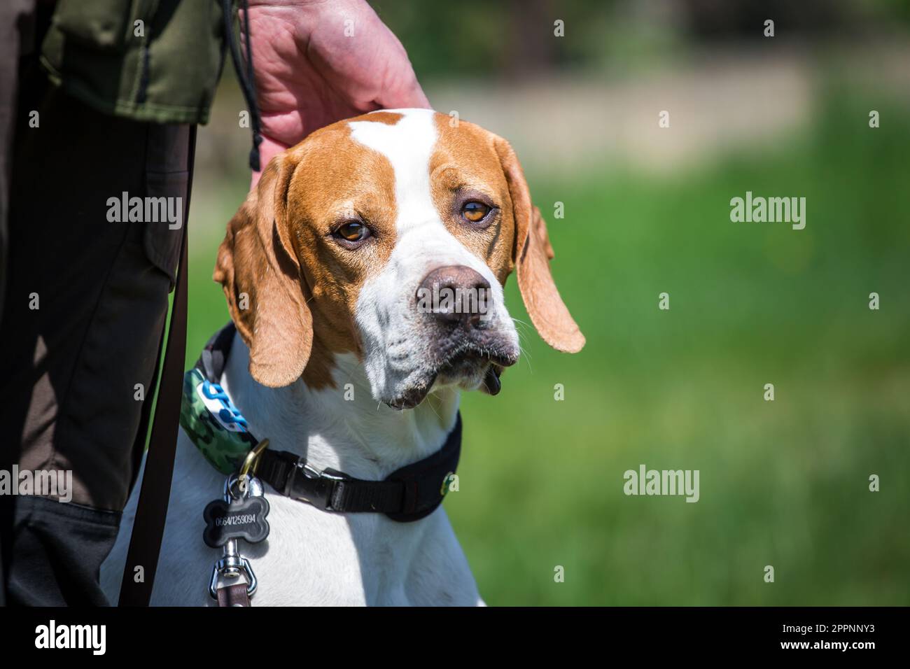 Gelber zeiger -Fotos und -Bildmaterial in hoher Auflösung – Alamy