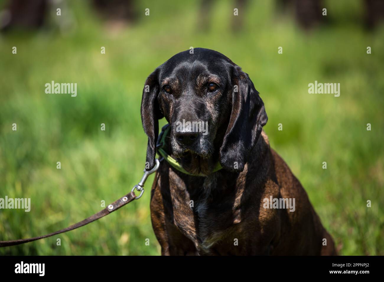 Bayerischer jagdhund -Fotos und -Bildmaterial in hoher Auflösung – Alamy