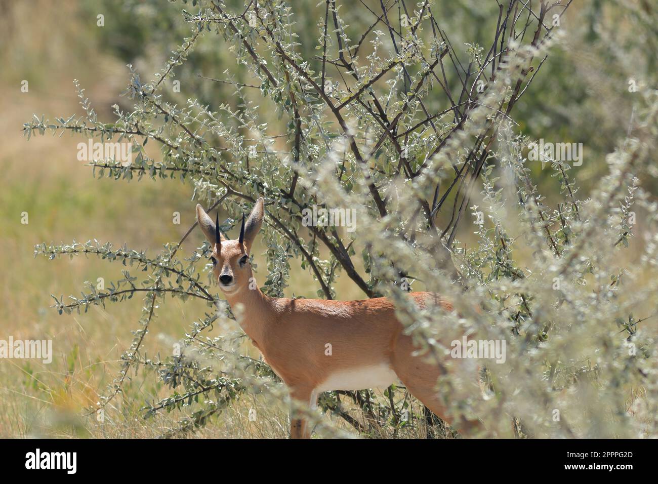 Steenbok raphicerus campestris namibia -Fotos und -Bildmaterial in ...