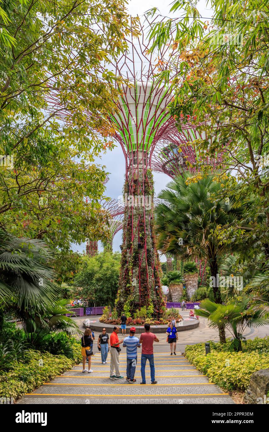Super trees gardens bay singapore -Fotos und -Bildmaterial in hoher Auflösung – Alamy