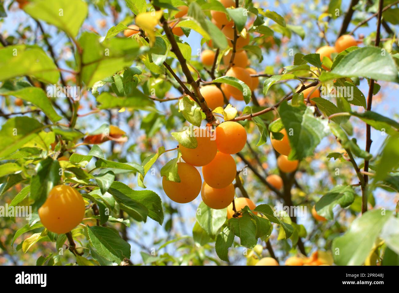 Uber die Zweige der reifen Früchte von Pflaumen (Prunus cerasifera ...